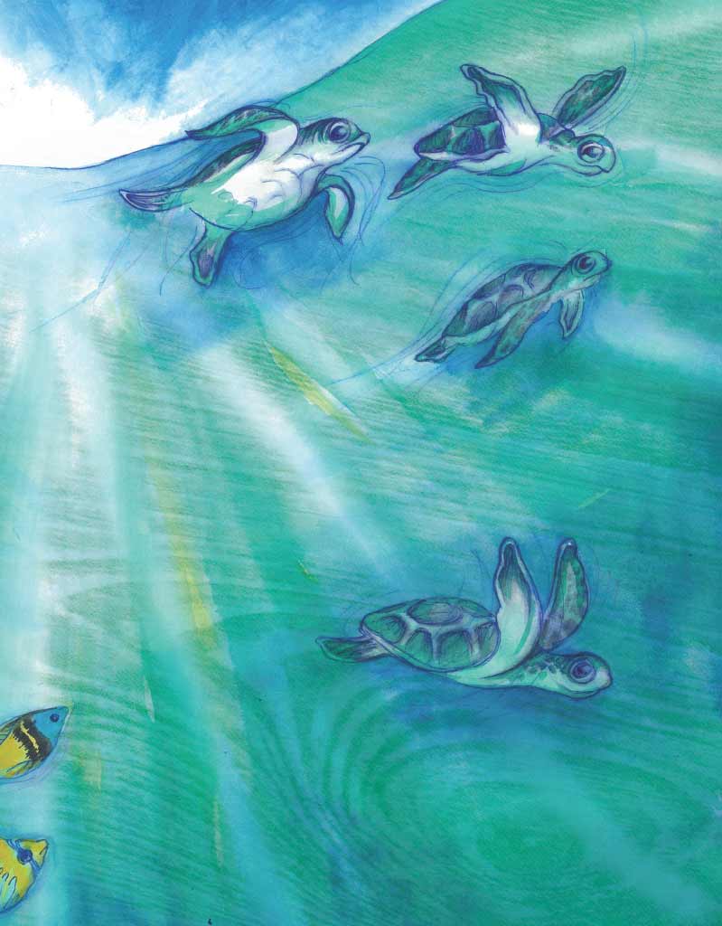 Children's Book - Emerald - The Green Turtle's Tale – Wild Eyed Press