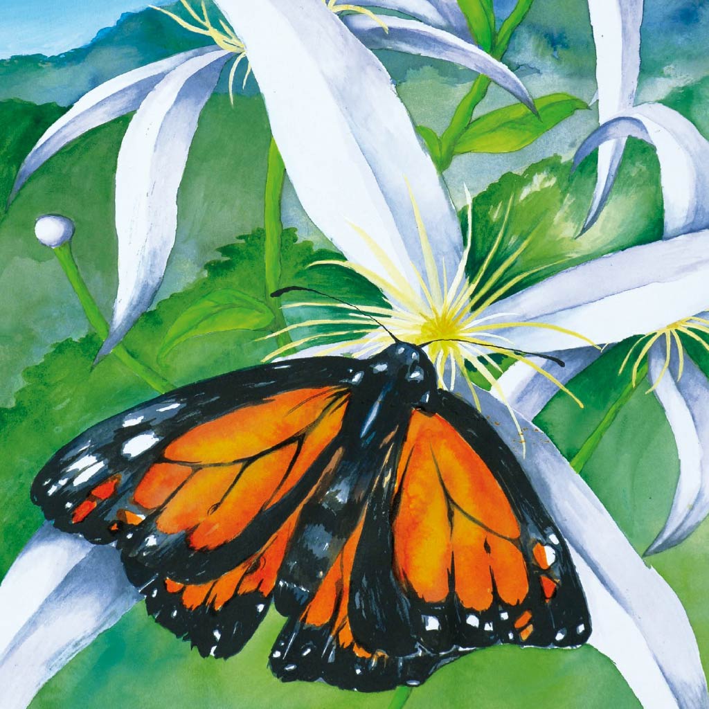 Greeting Card - Wanderbutterfly – Wild Eyed Press